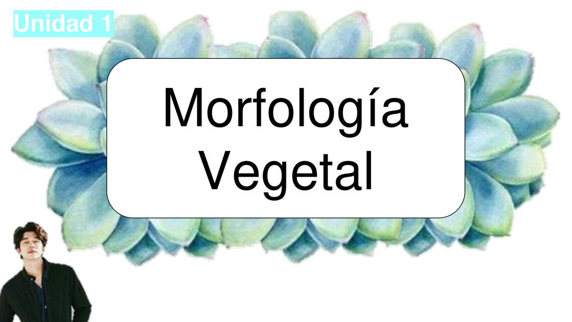 ORGANOGRAFIA INFLORESCENCIA | Gina | uDocz