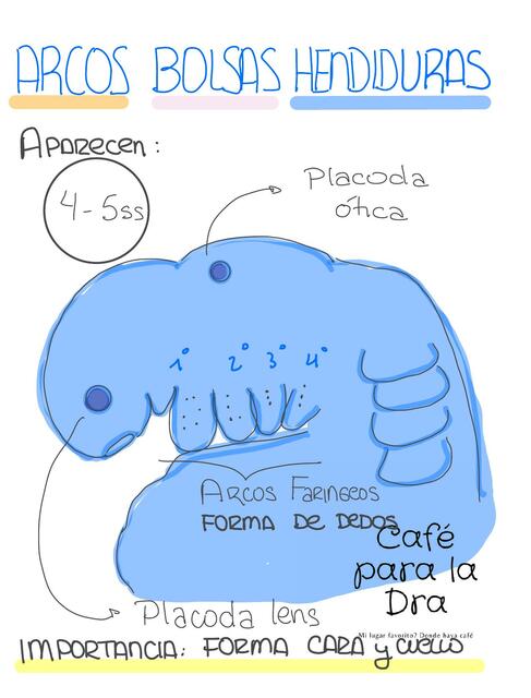 EMBRIOLOGIA: ARCOS BOLSAS HENDIDURAS FARINGEAS | Dra. Baltodano | uDocz