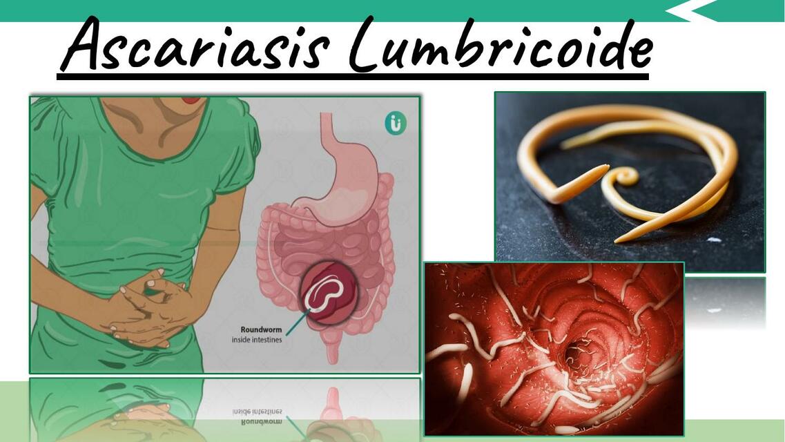 Ascariasis lumbricoide | Farfan Araceli Norali Abril | uDocz