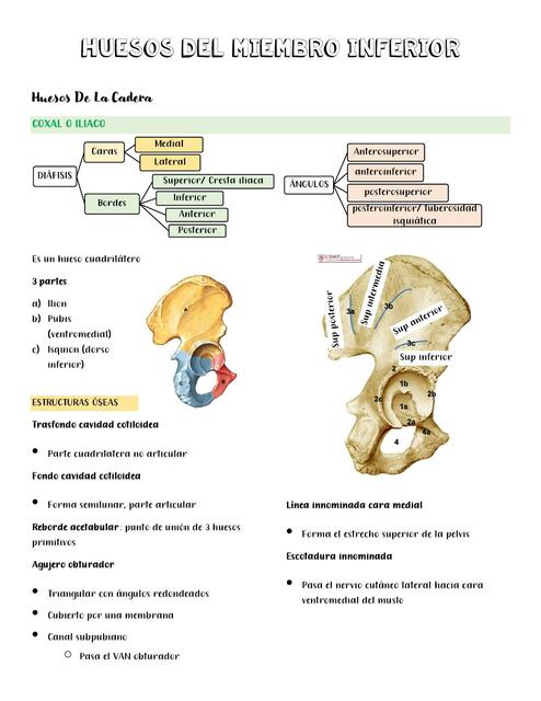 Huesos Miembro Inferior | Mizonamédica | uDocz
