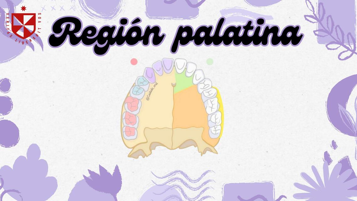 Región palatina | Kristel Sdenka | uDocz