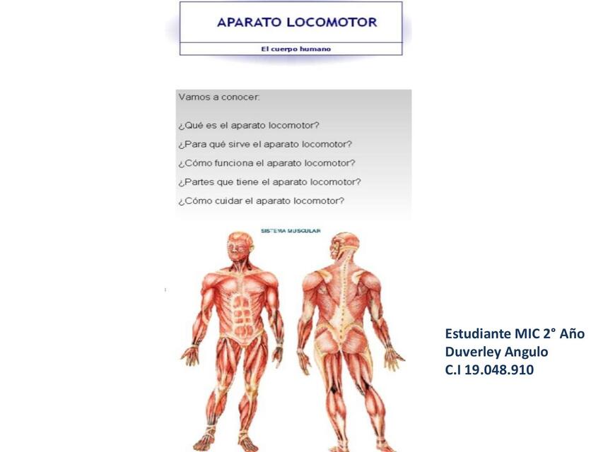 Aparato locomotor | johana ruiz | uDocz