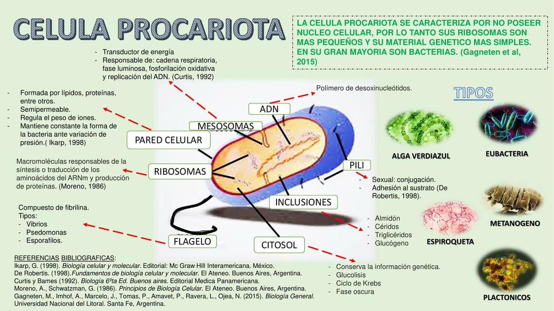 CELULA PROCARIOTA | ENFERMERA EDUCATIVA | uDocz CELULA PROCARIOTA | ENFERMERA EDUCATIVA | uDocz
