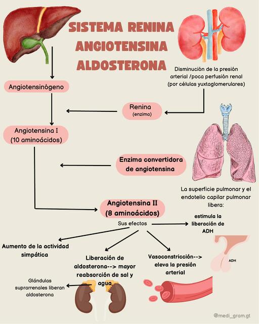 Sistema renina angiotensina aldosterona | medi_fer | uDocz