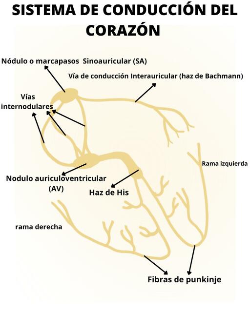 Sistema De ConducciÓn Del CorazÓn Medi Fer Udocz