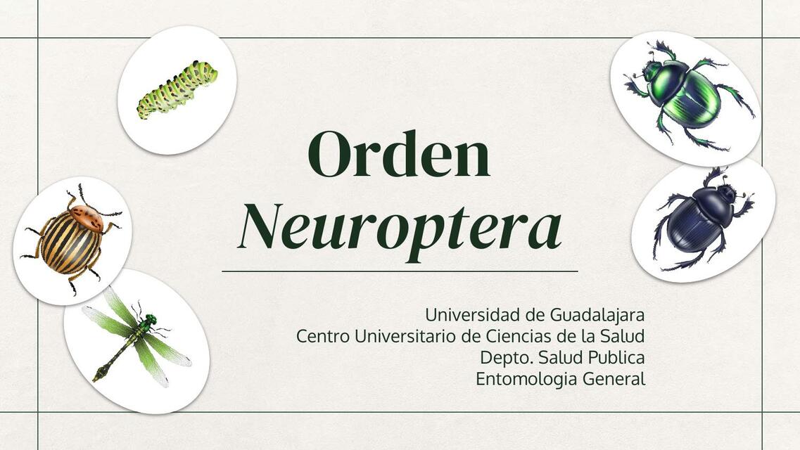 Orden Neuroptera | Forensic Studygram | uDocz