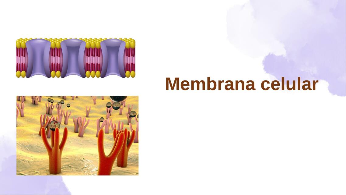 T4 Membrana celular | Piero Vega | uDocz