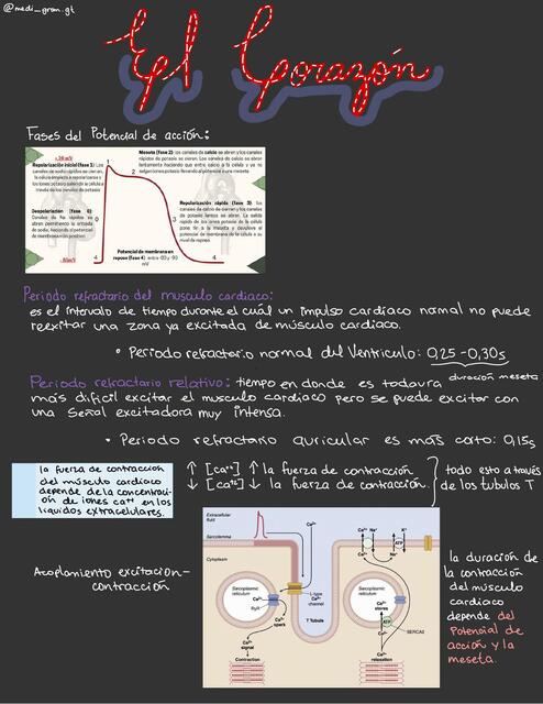 Capitulo 9 Guyton el corazón como bomba | medi_fer | uDocz