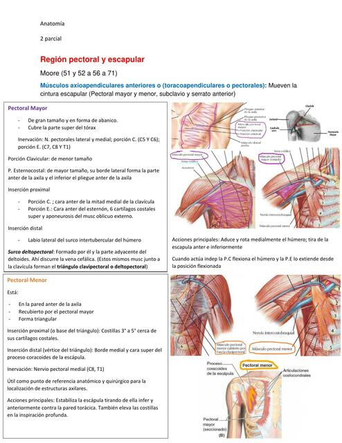 Región pectoral y escapular | Jimena Puerto | uDocz