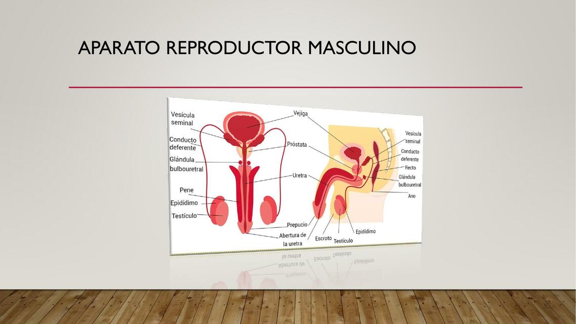 Aparato reproductor masculino | Mayte Ramírez | uDocz