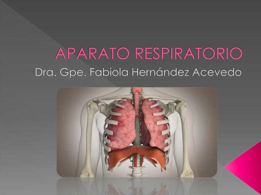 Aparato respiratorio | Flor Tapia | uDocz