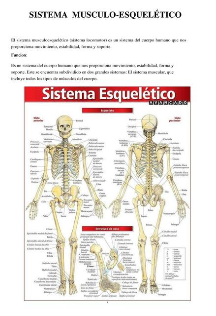 Sistema musculo esquelético | Alan Yahir | uDocz