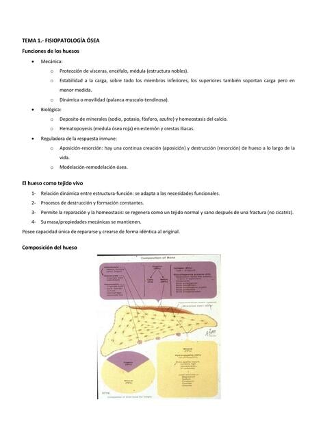 Fisiopatologia osea | Alan Yahir | uDocz