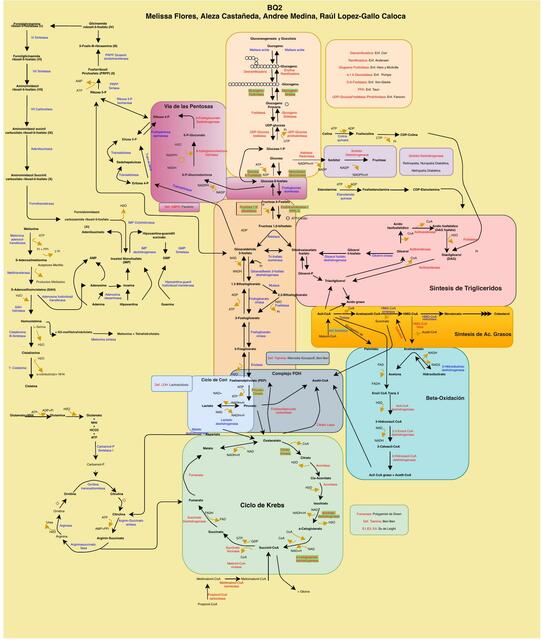 Mapa Metabolico | Sebastián Zarate | uDocz