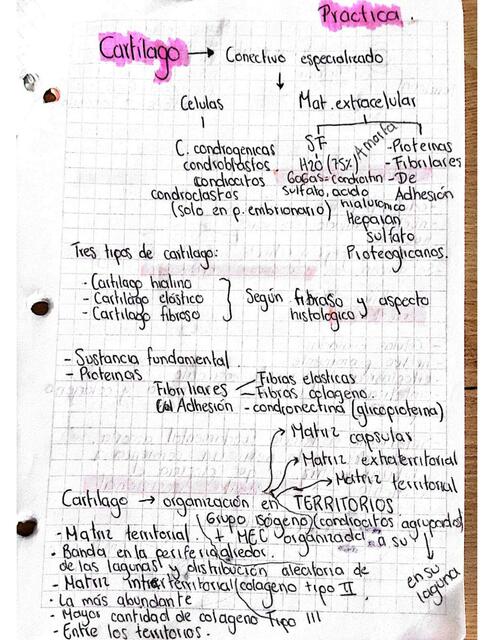Cartilago Histoembriología Victoria D Udocz 3406