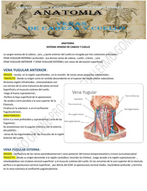 ANATOMIA VENAS DE CABEZA Y CUELLO | Nayra Yucra Flores | uDocz