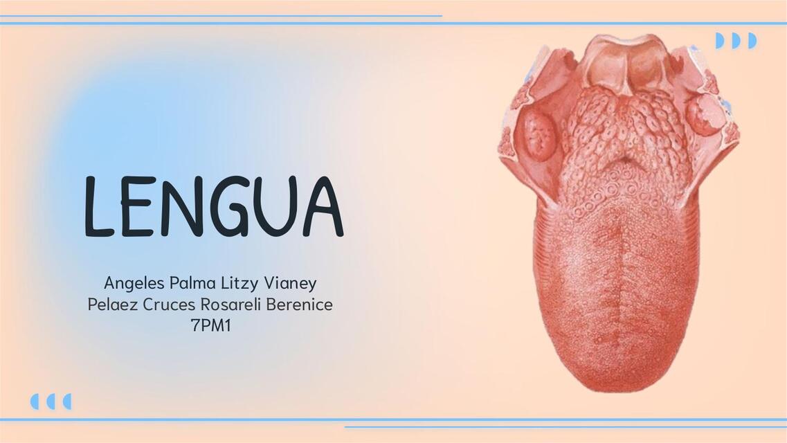 Lengua | Litzy vianey Angeles Palma | uDocz