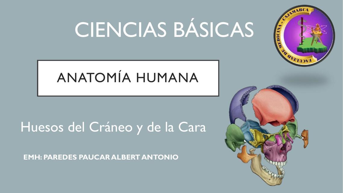 HUESOS DE LA CARA | Anatomía | Cara | uDocz