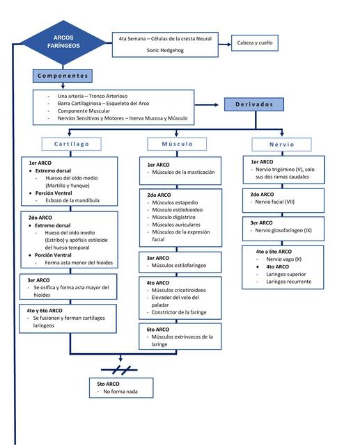 Arcos Faríngeos | Myrian Tipantuña | uDocz