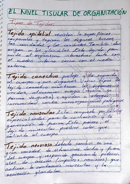 Nivel tisular de organización | Ros Valle | uDocz