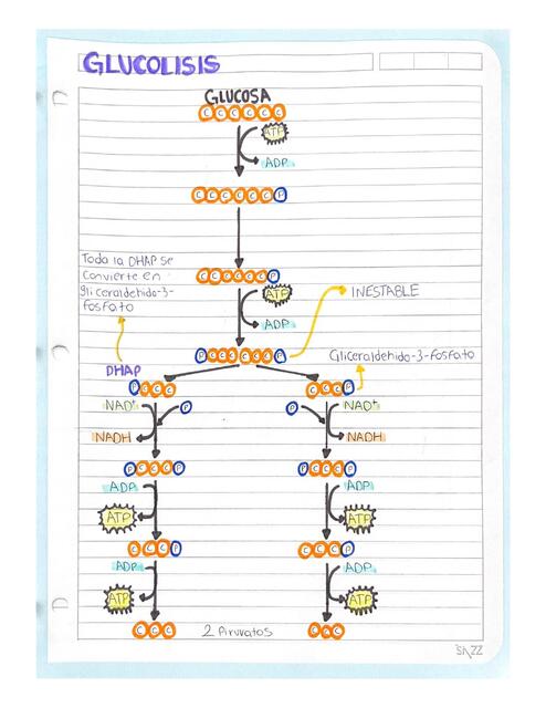 Glucolisis | José Fernando | uDocz