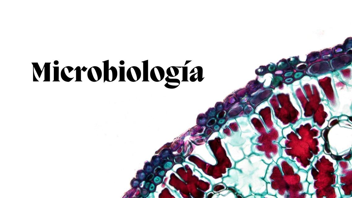 Microbiología Parasitos | Sofia Teruel | uDocz