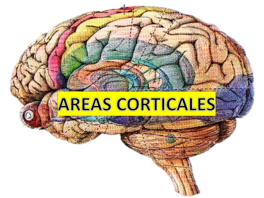 NEUROANATOMIA DE LAS AREAS CORTICALES | Ronaldo Montalvo Oñate | uDocz