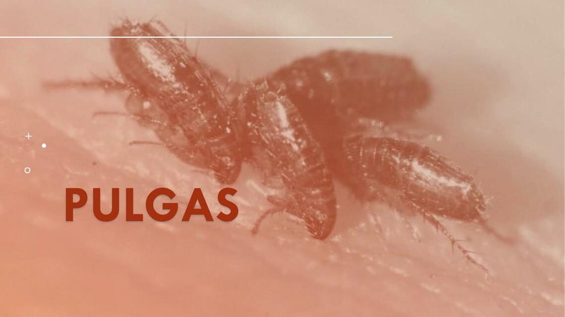 Pulgas | Javier Torres | uDocz