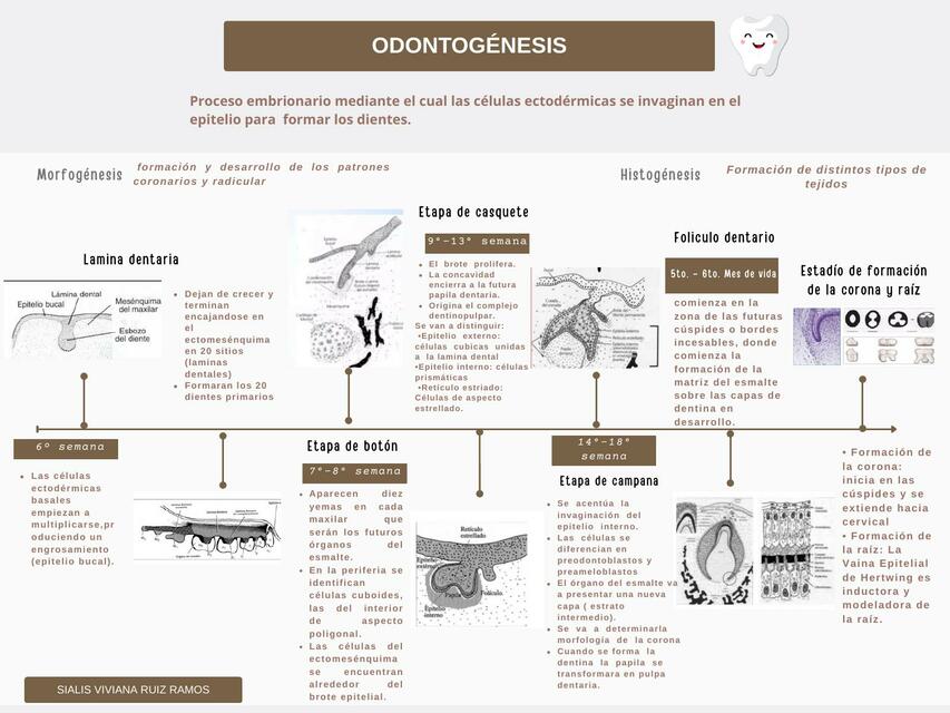Ontogénesis | Sialis | uDocz