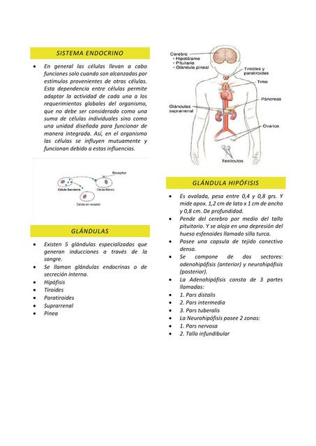 Sistema endocrino | CONSTANZA BELÉN AVENDAÑO | uDocz