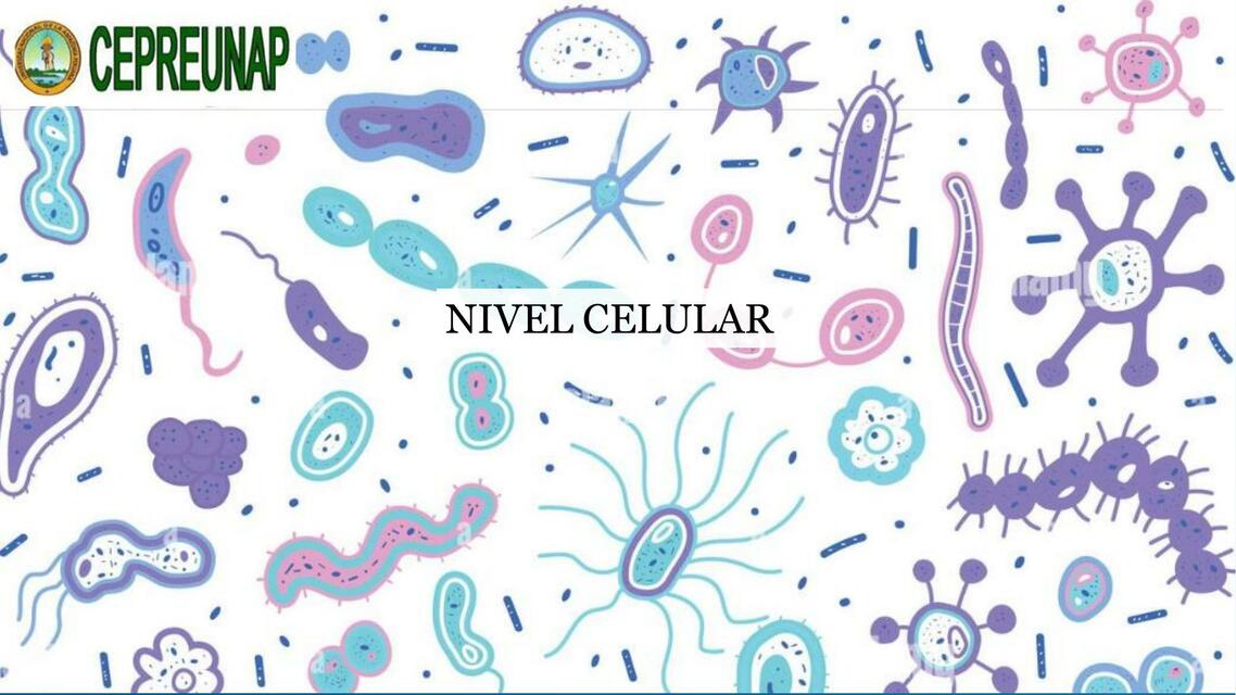 Nivel celular | StudyAdmi.99 | uDocz