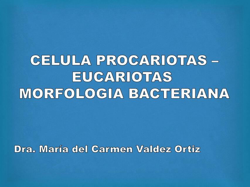 Morfología bacteriana | ANTHONY GERMAN ROSAS MERMA | uDocz