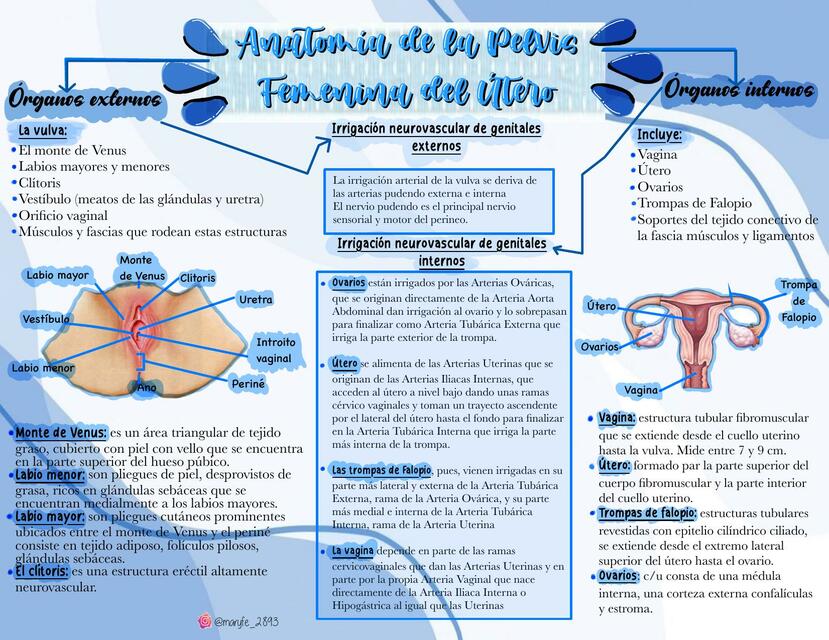 Gineco Anatomía pelvis | ⚕️📝MaryFe_Notes/María Ovalle📝🩺 | uDocz