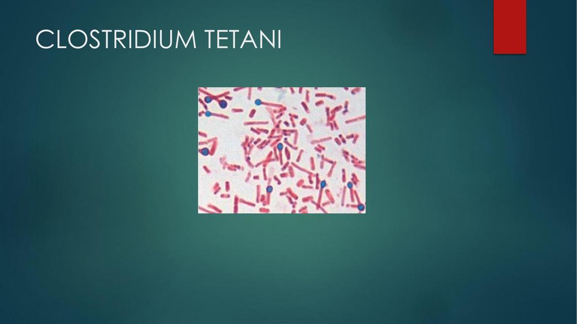 CLOSTRIDIUM TETANI | Neuronitas Med | uDocz