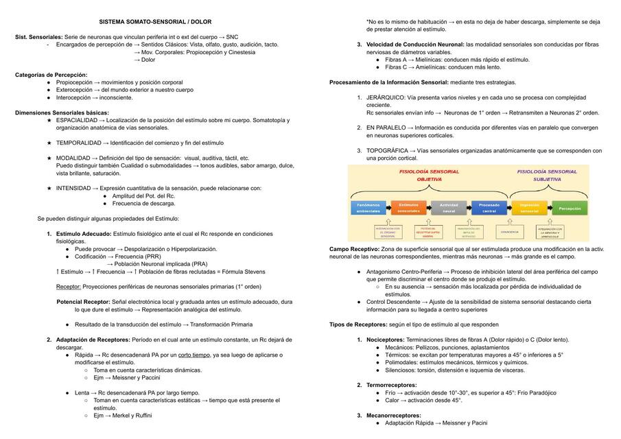 Neurofisiología - Sistema Somato Sensorial | ANDREA BELTRAN | uDocz