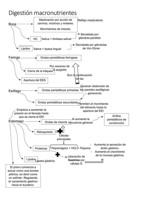 Digestión y absorción macronutrientes | Luciana Berri | uDocz