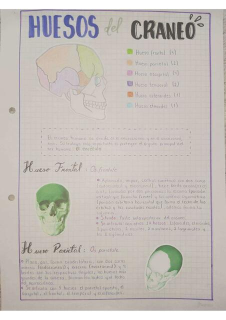 Huesos Del Craneo Mónica Udocz