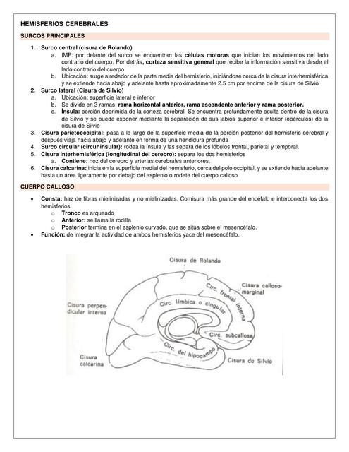 Hemisferios cerebrales | ButterflyMed | uDocz