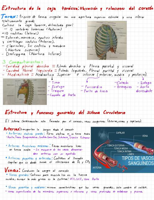 Corazón y tórax | Fernando Enriquez | uDocz