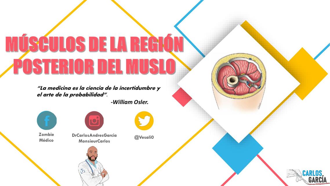 Anatomía - Músculos de la Región Posterior del Muslo por Carlos Andrés ...