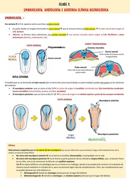 Embriología, histología e historia clínica neurológica | Doctor_teco ...