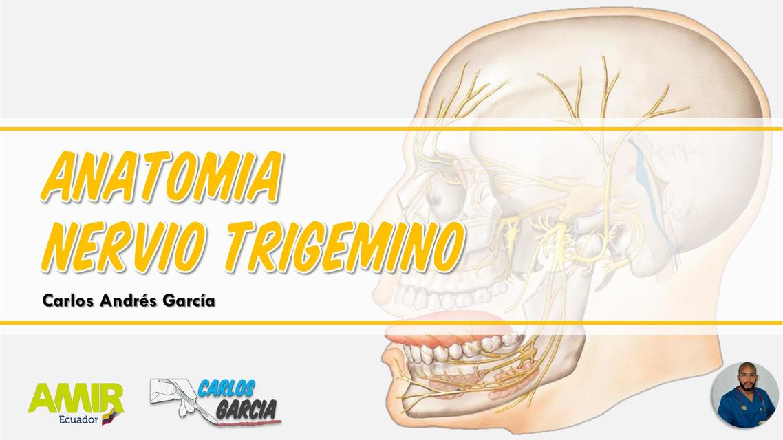 Anatomía - Nervio Trigémino por Carlos Andrés García | Dr. Carlos ...