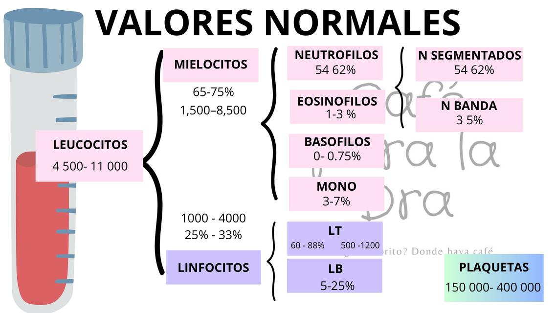 HEMATOLOGIA: HEMOGRAMA VALORES NORMALES | Dra. Baltodano | uDocz