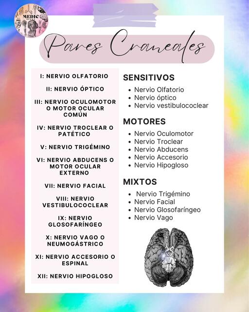 PARES CRANEALES | Georgina Coronado | uDocz