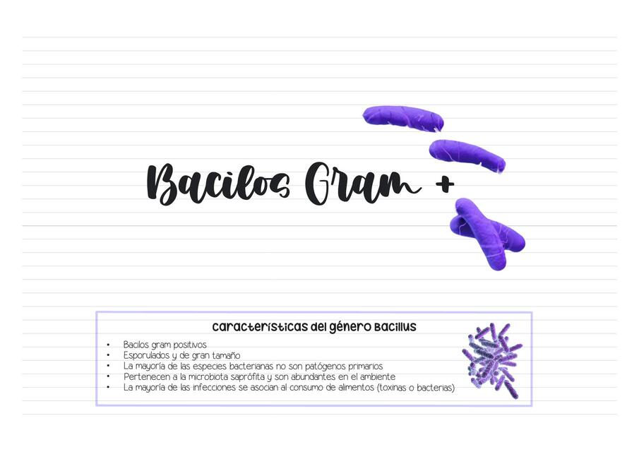 Bacilos Gram Positivo | Odonto student | uDocz
