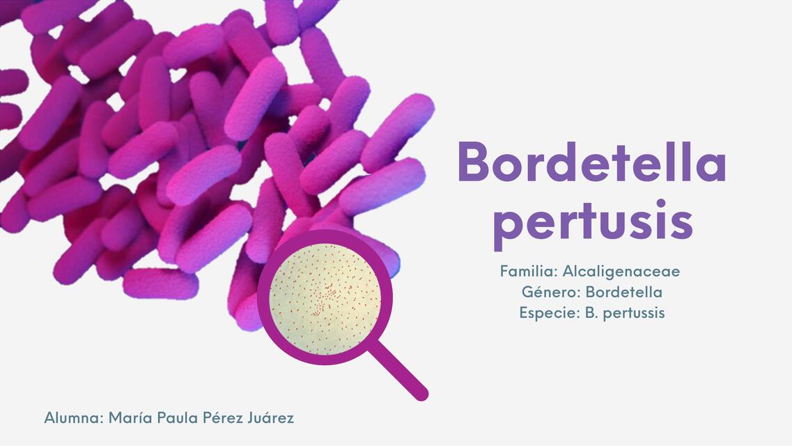 Flashcards de Bordetella pertusis | Por Pau | uDocz