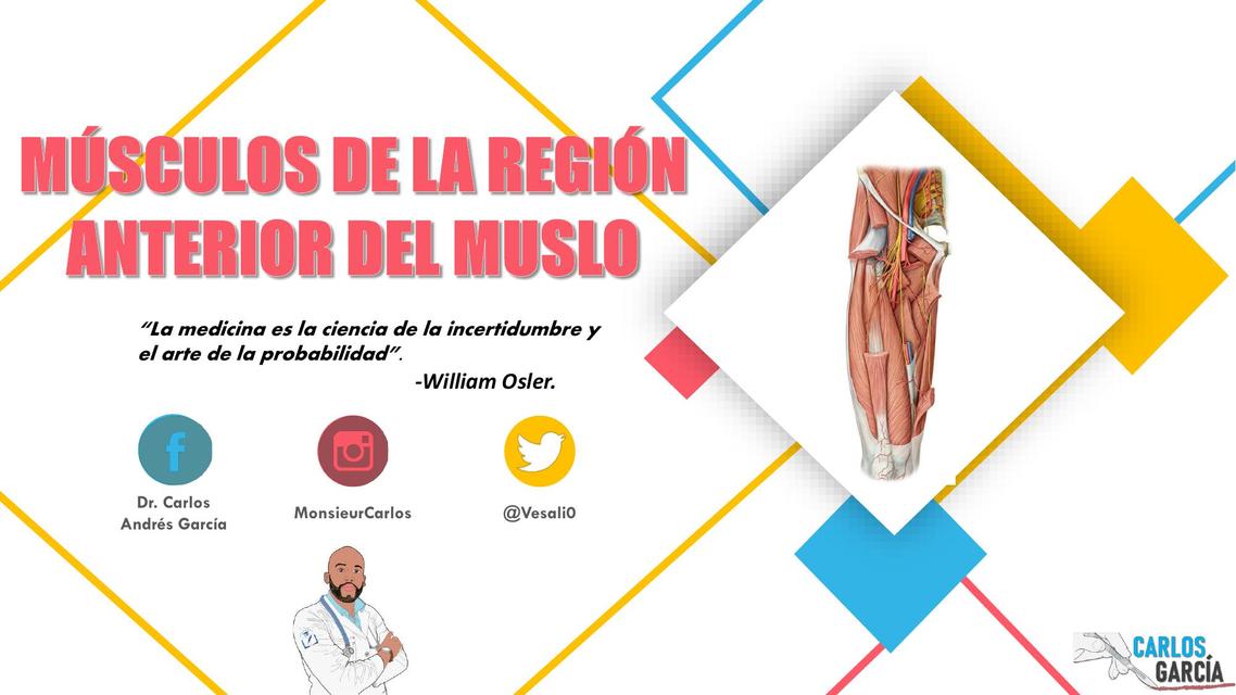 Anatomía - Músculos de la Región Anterior del Muslo por Carlos Andrés ...