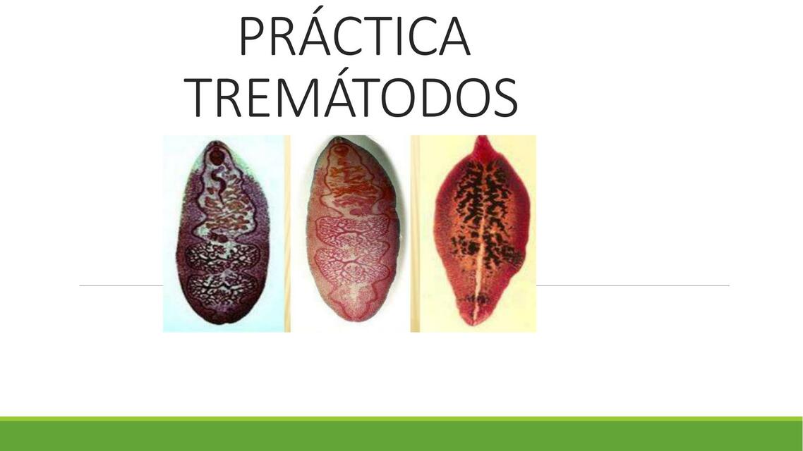 PRÁCTICA TREMÁTODOS | Myrka Ovando | uDocz