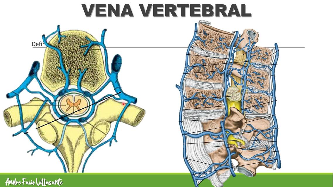 Vena Vertebral | Favio Villasante | uDocz