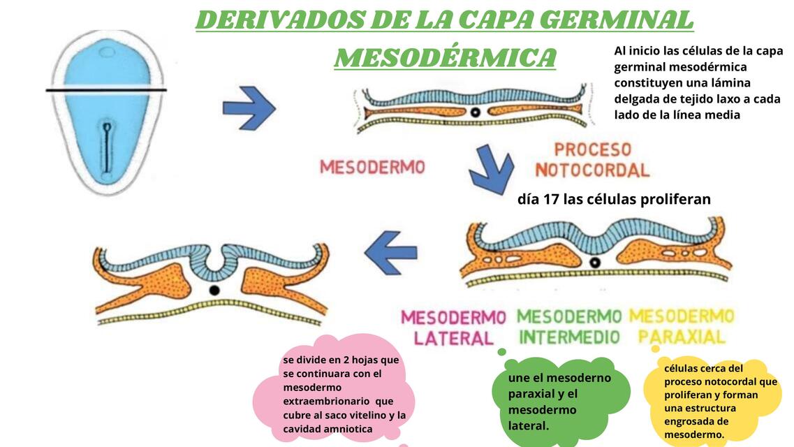 Derivados de la capa germinal mesodérmica | Favio Villasante | uDocz